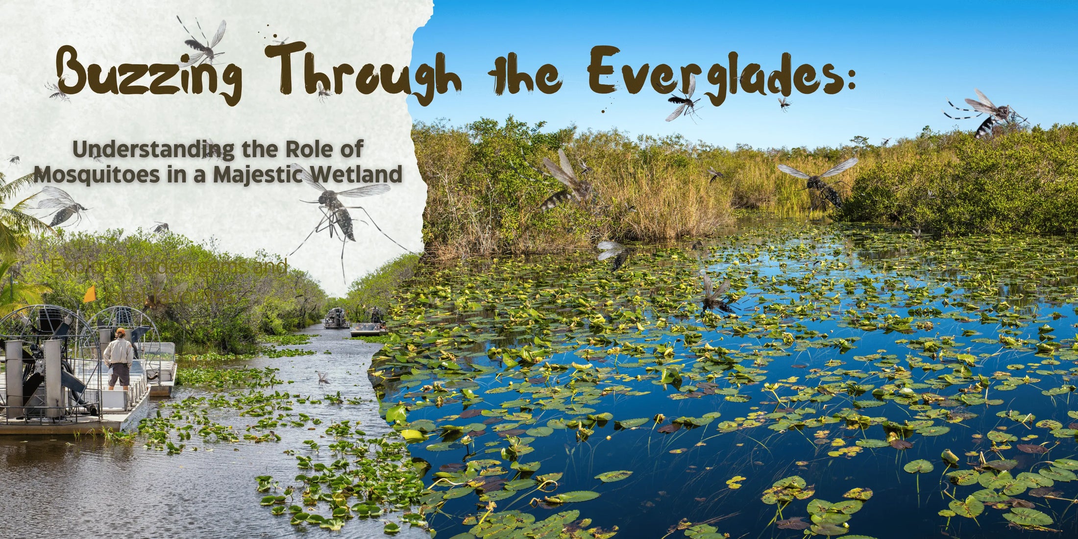 Buzzing Through the Everglades: Understanding the Role of Mosquitoes i ...