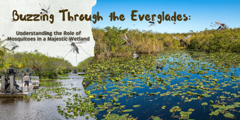 Buzzing Through the Everglades: Understanding the Role of Mosquitoes i ...